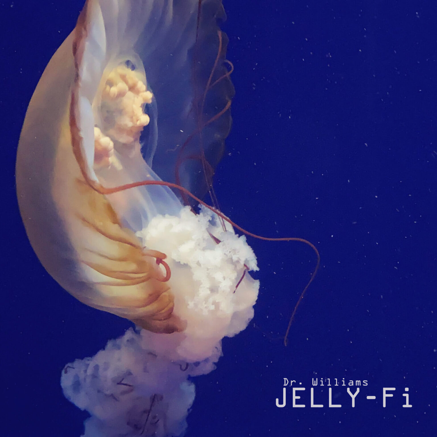 Dr. Williams – JELLY-FI – Missouri Mobile Productions